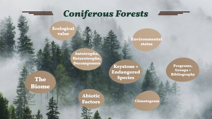 Coniferous Forests - Presentation by ELENA FELDPAUSCH on Prezi