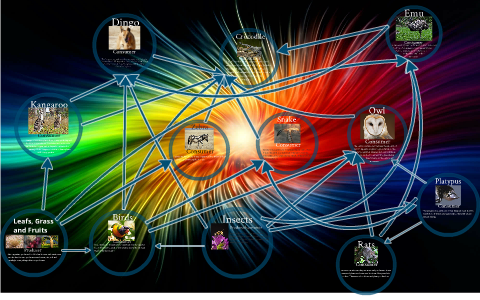 Australian Outback Food Web by milad hafizy on Prezi