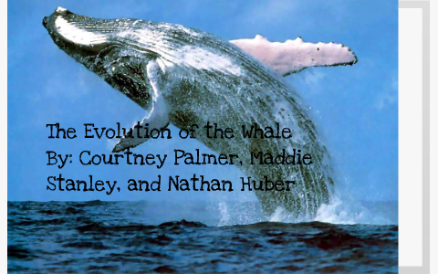 Evolutionary Timeline of Whales by Nathan Huber on Prezi