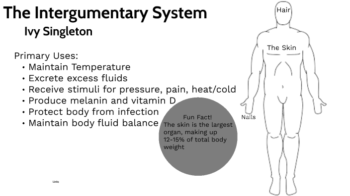 Integumentary System by Ivy Singleton on Prezi