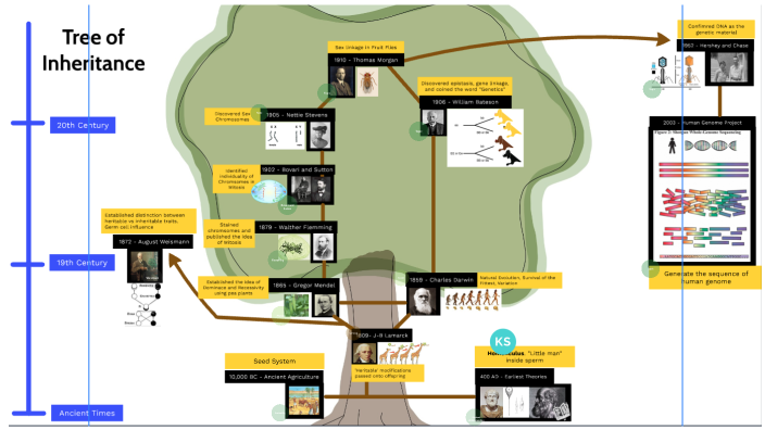 Inheritance Family Tree by Kelly Schaffnit on Prezi