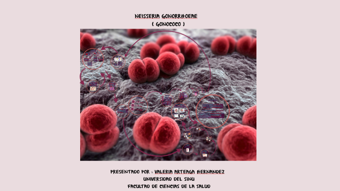 NEISSERIA GONORRHOEAE ( GONOCOCO ) by Valeriitha Arteaga Hernandez on Prezi