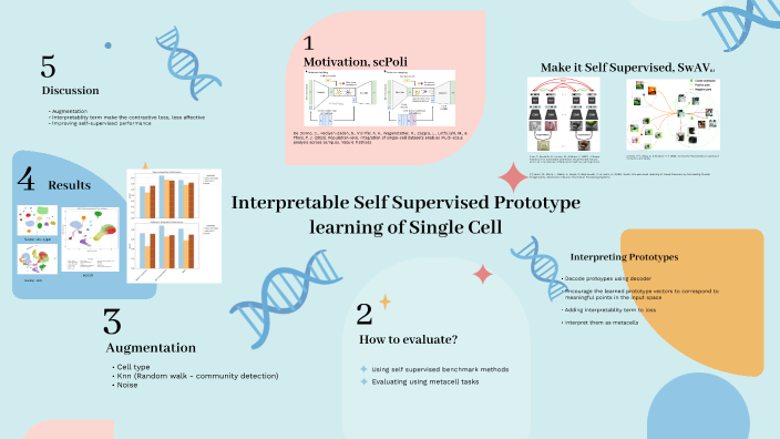 Interpretable Self Supervised Prototype learning of Single Cell by Fatemeh Hashemi on Prezi