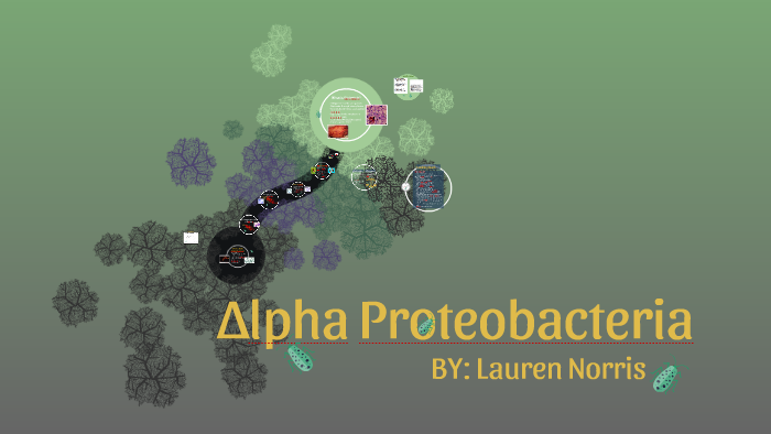 Alpha Proteobacteria by Lauren Michelle on Prezi