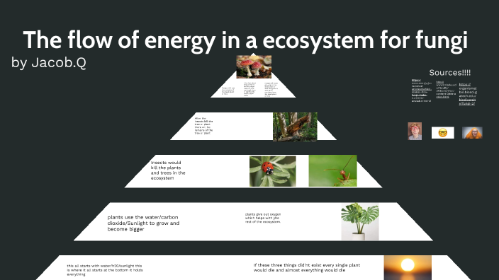 Jacob.Q Mr Roby P3 Ecology Concept Web by Jacob Quirarte on Prezi