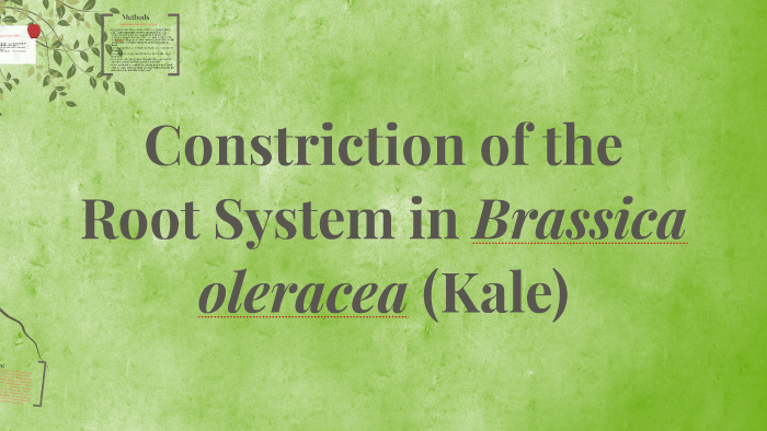 Constriction of the Root System in Kale by Loren Harbachuk on Prezi