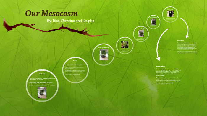 Our Mesocosm by krupha v on Prezi