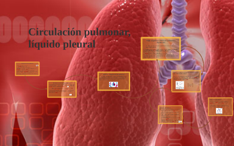 Circulación pulmonar, líquido pleural by Gaby Zurita on Prezi