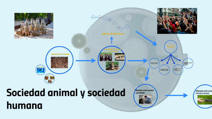 Sociedad animal y sociedad humana by Paola Picazo on Prezi