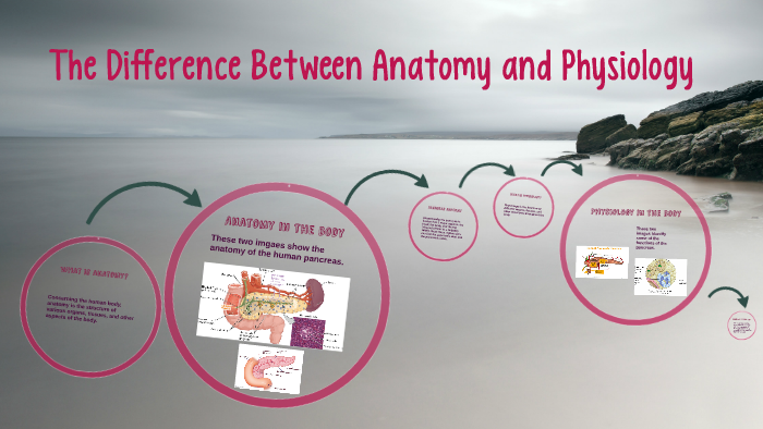 Difference Between Anatomy and Physiology by Jackson Moorefield on Prezi