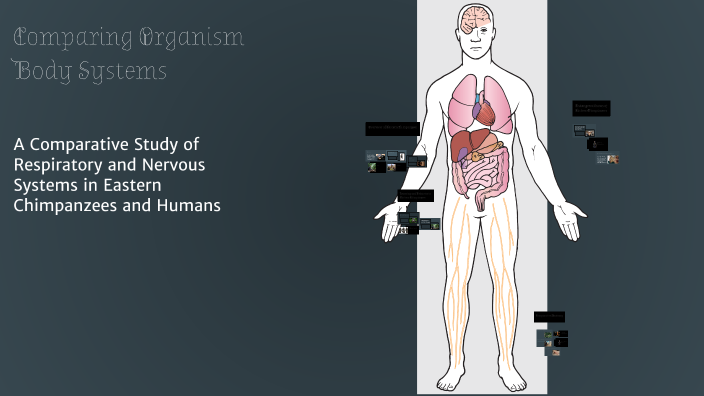 Comparing Organism Body Systems by IlIlIlIlIl-l IlIlIlIl on Prezi