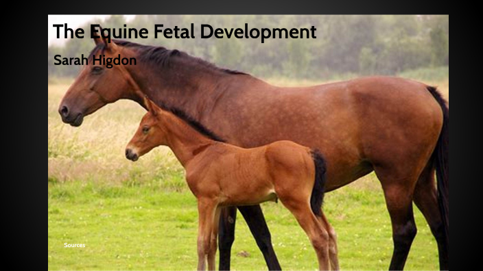 Equine fetal development by Sarah Higdon on Prezi