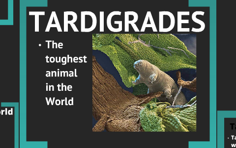 Tardigrades in space by William Carr on Prezi