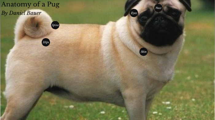 Anatomy of a Pug by Daniel Bauer on Prezi