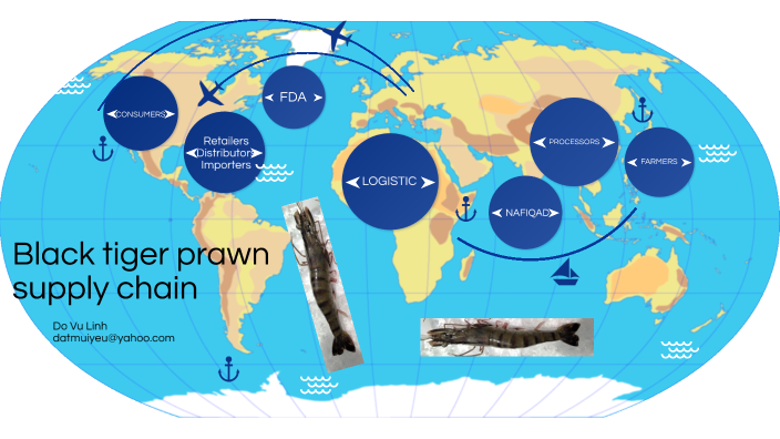 Black Tiger Prawn Supply Chain by Vu Linh Do on Prezi