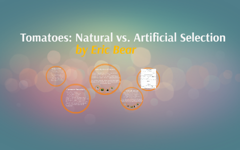Tomatoes: Natural vs. Artificial Selection by Eric Bear on Prezi