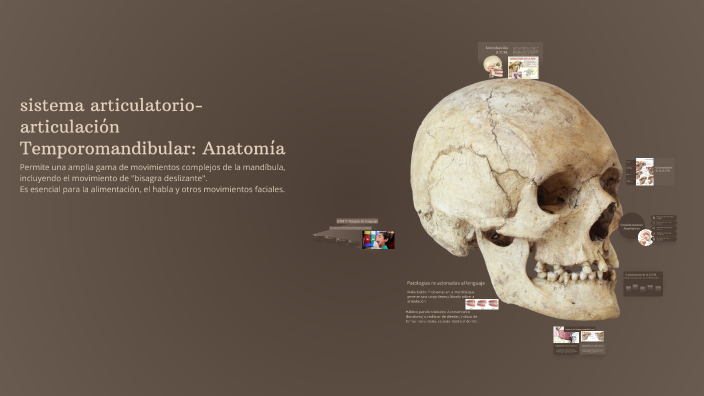 sistema articulatorio-articulación Temporomandibular: Anatomía by paula ...
