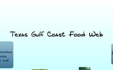 Texas Gulf Coast Food Web by Jake Grubbs on Prezi
