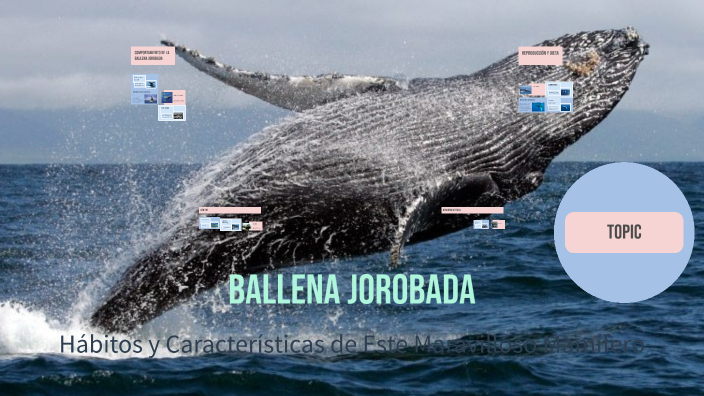 Ballena Jorobada by barbara martinez salazar on Prezi