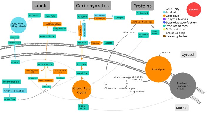 Interactive Metabolism Map by Spencer Simko on Prezi