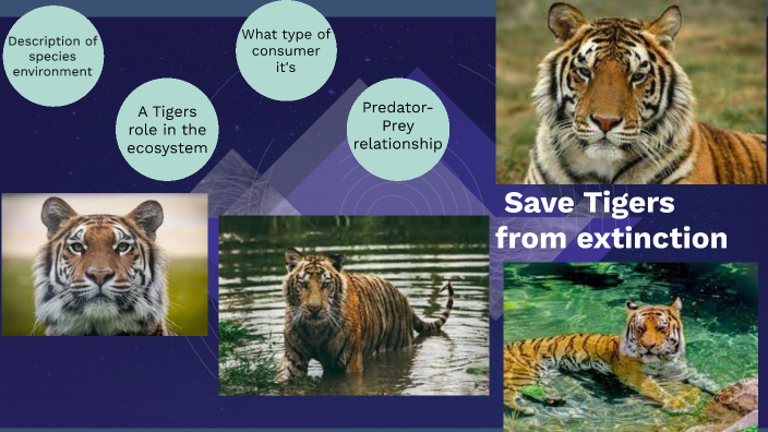 Save Tigers from extinction by Jordan Obregon