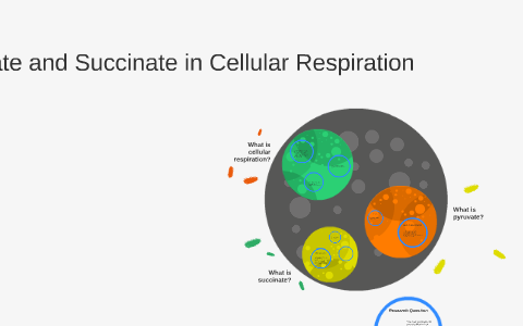 Pyruvate and Succinate in Cellular Respiration by Coby Wikselaar on Prezi