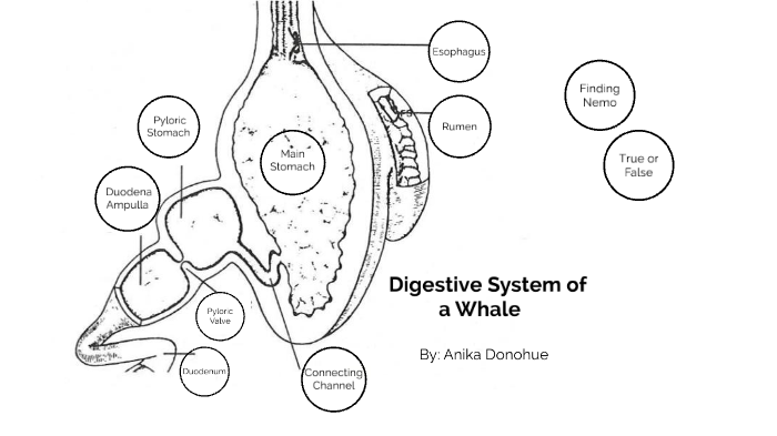Science Whale PP by Anika Donohue on Prezi