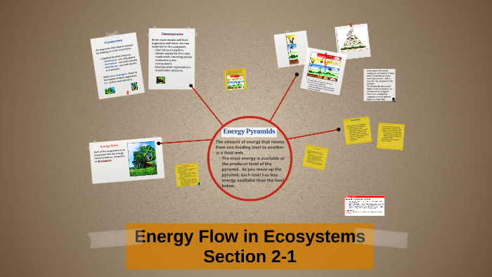 Section 2-1 Energy Flow in Ecosystems by Nicole Roehlig on Prezi