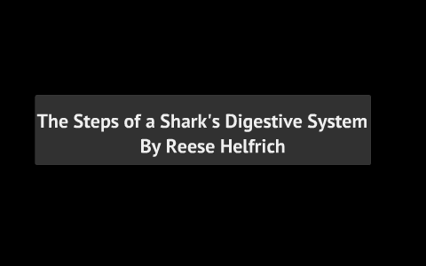 shark digestive system by loocan greenpop on Prezi