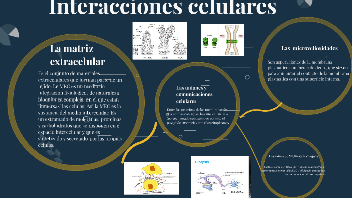 Interacciones celulares by on Prezi