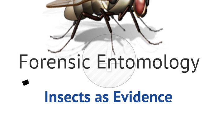 Forensic Entomology by Jennifer Haycraft on Prezi