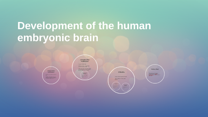 Development of the human embryonic brain by Margo Tschantz on Prezi
