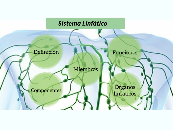 Sistema linfático by Jaime Duro FernándezAbascal on Prezi