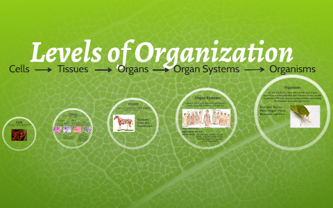 Levels of Organization by Michaela Evans on Prezi