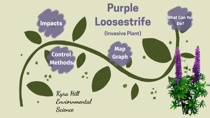 Purple Loose Strife Impacts & Control methods by Kyra Hill