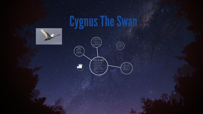 Cygnus The Swan by Ashley Roman on Prezi
