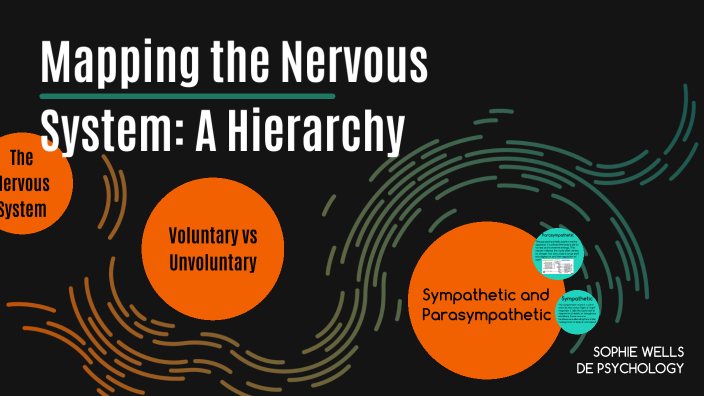 Nervous System Map by SOPHIE WELLS on Prezi