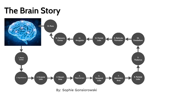 AP Psych Brain Story by Sophia Gonsiorowski on Prezi