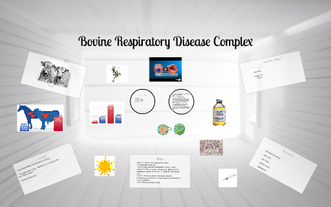 Bovine Respiratory Disease Complex by Amy Luong on Prezi