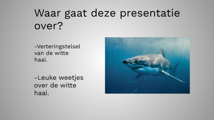 Biologie | Verteringstelsel van een witte haai. Sam by Sam Tebbens on Prezi