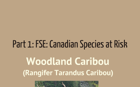 Part 1 FSE:Canadian species at risk by joanne holland on Prezi
