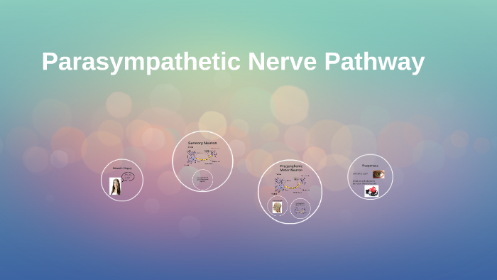 Parasympathetic Nerve Pathway by Katrina Soule on Prezi