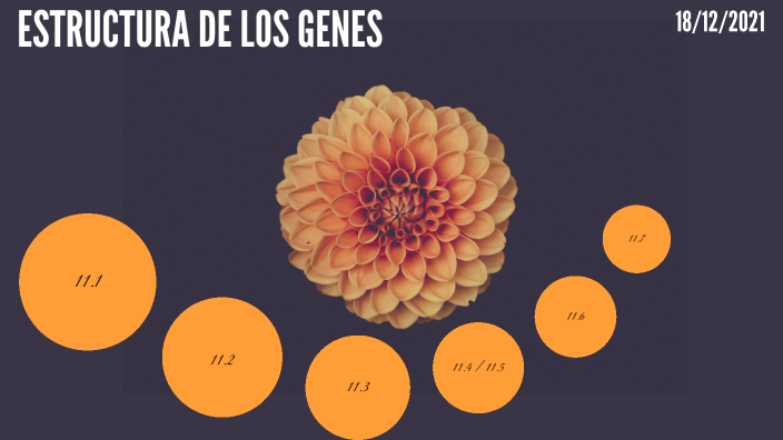 ESTRUCTURA DE LOS GENES by Cynthia Carguaquispe on Prezi