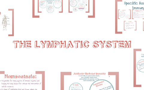 Lymphatic and Urinary Systems by A S on Prezi