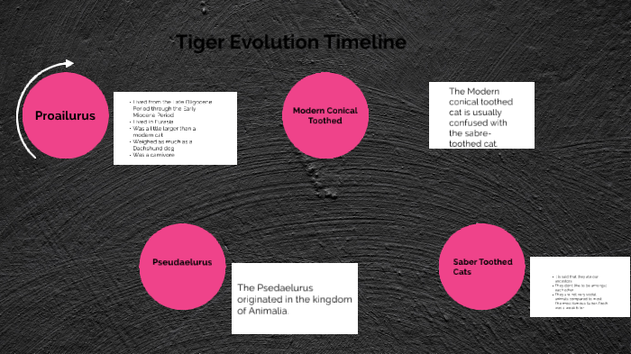 Tiger Evolution Timeline by Jordan Williams on Prezi