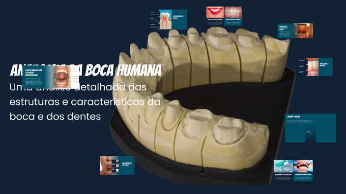Anatomia da Boca Humana by Beatriz Ortiz Soares on Prezi