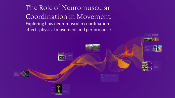 The Role of Neuromuscular Coordination in Movement by Alex Bursuc on Prezi