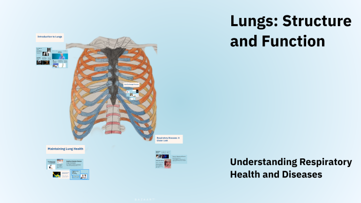 Lungs: Structure and Function by Bandit on Prezi