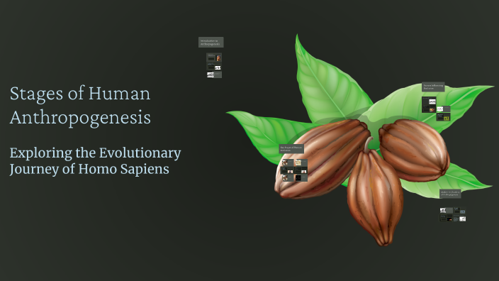 Stages of Human Anthropogenesis by Bartosz Swoboda on Prezi