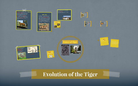 Evolution of the Tiger by Jahkeal George on Prezi